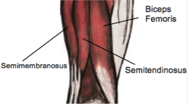 Hamstring tears - Cumberland Physiotherapy Sport & Rehabilitation